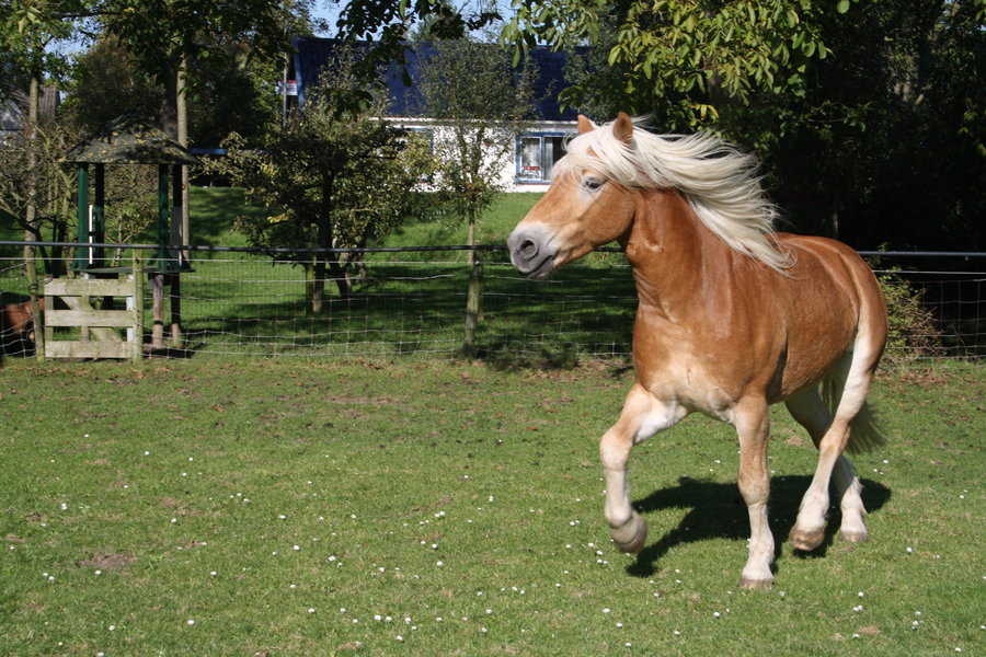 halflinger | equus ferus wild horse photography