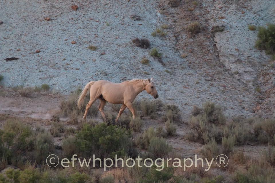 copper | equus ferus wild horse photography