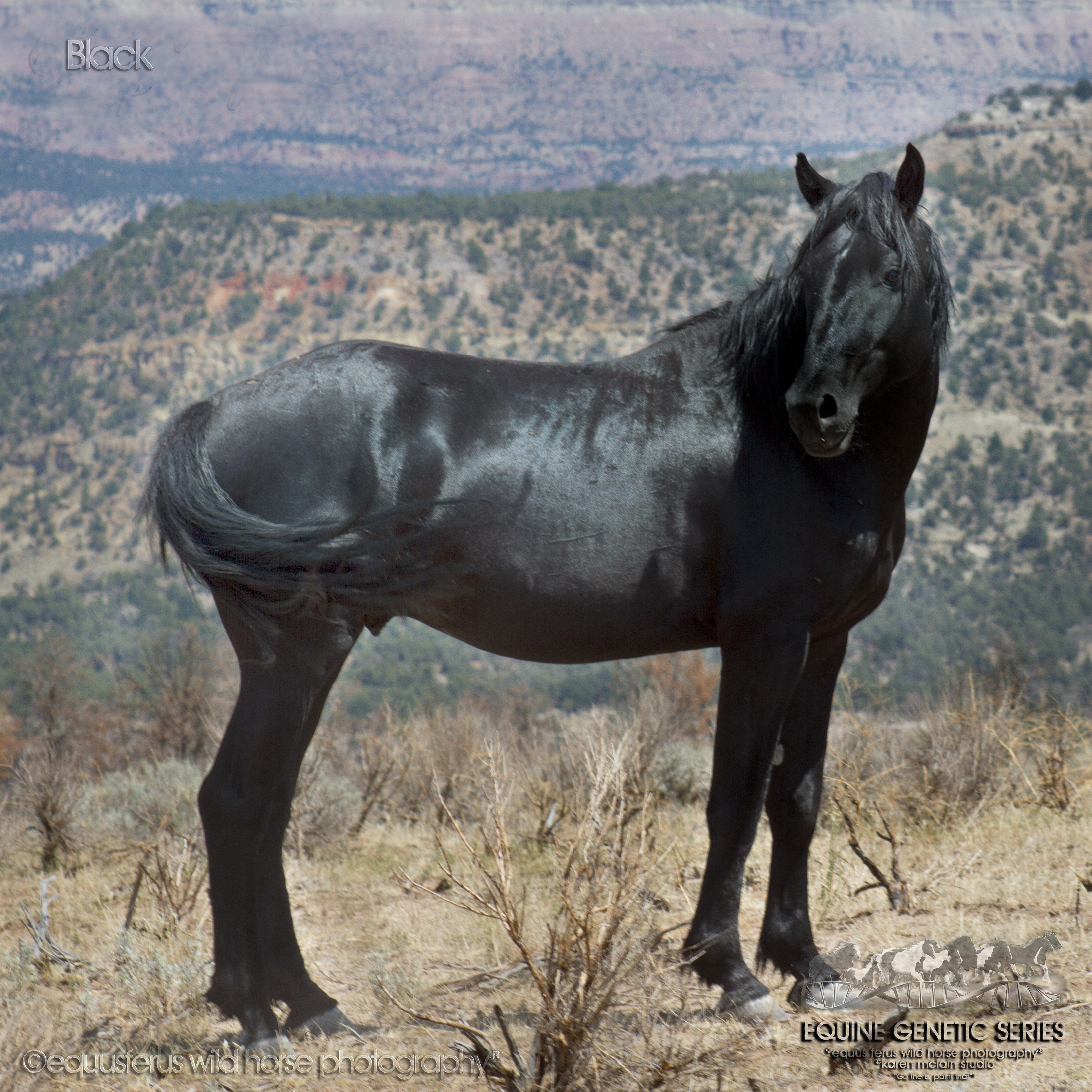 jet | equus ferus wild horse photography